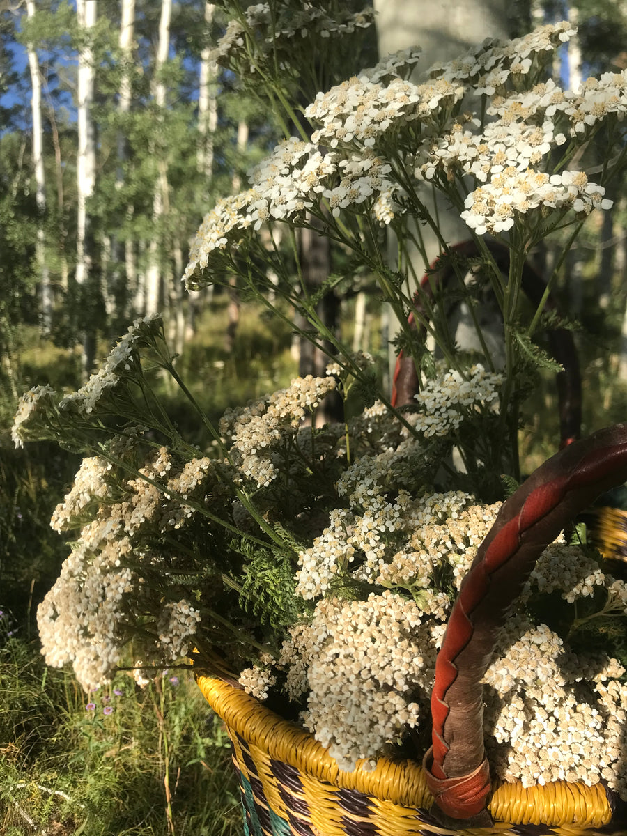 The Majestic Yarrow: A Testament to Resilience and Healing – Blue ...